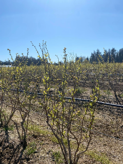 About - BC Fresh Berries